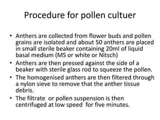 Anther culture and pollen culture | PPTX