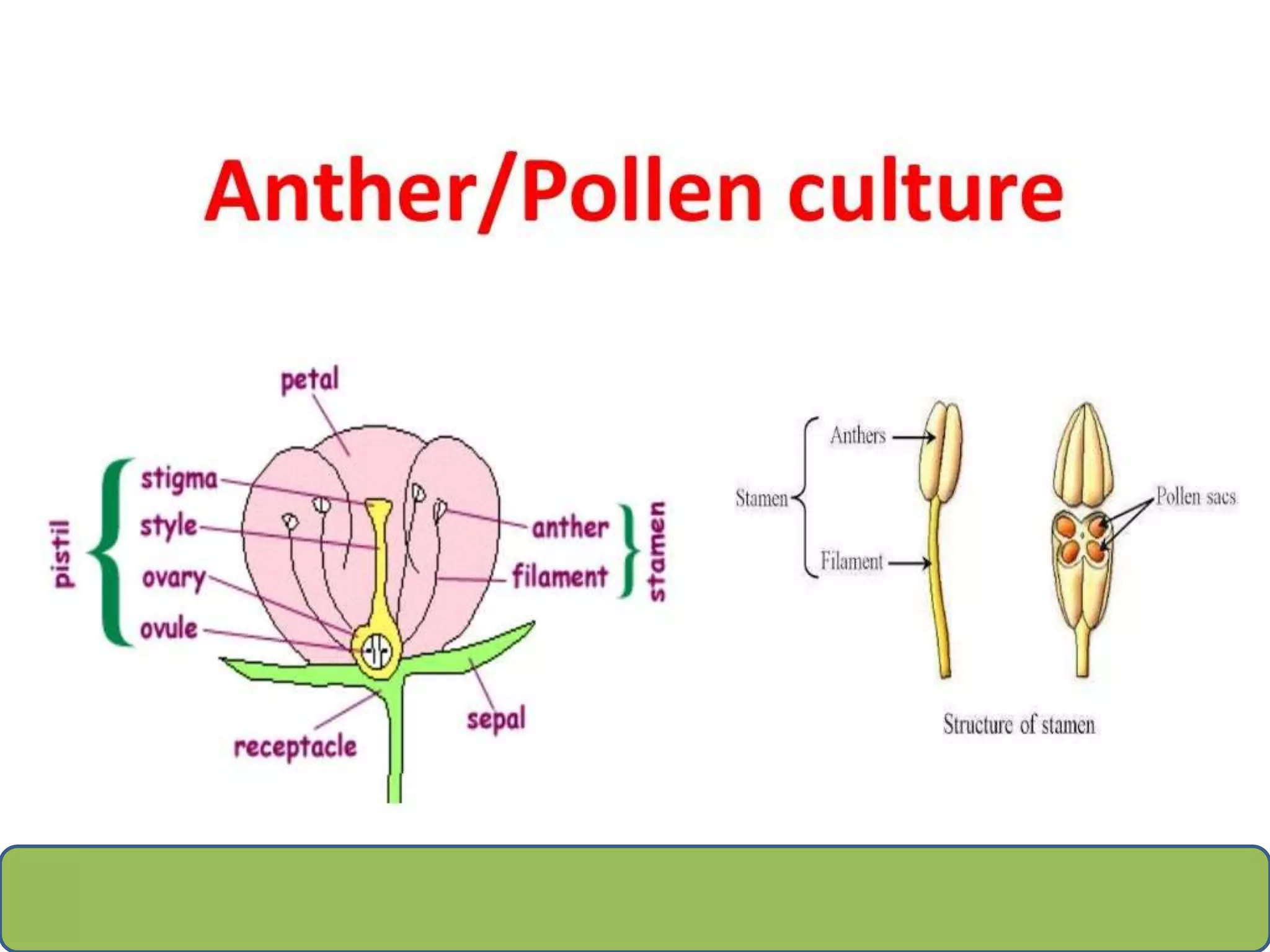 Anther Culture slides.pptx