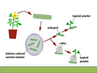 Anther Culture slides.pptx
