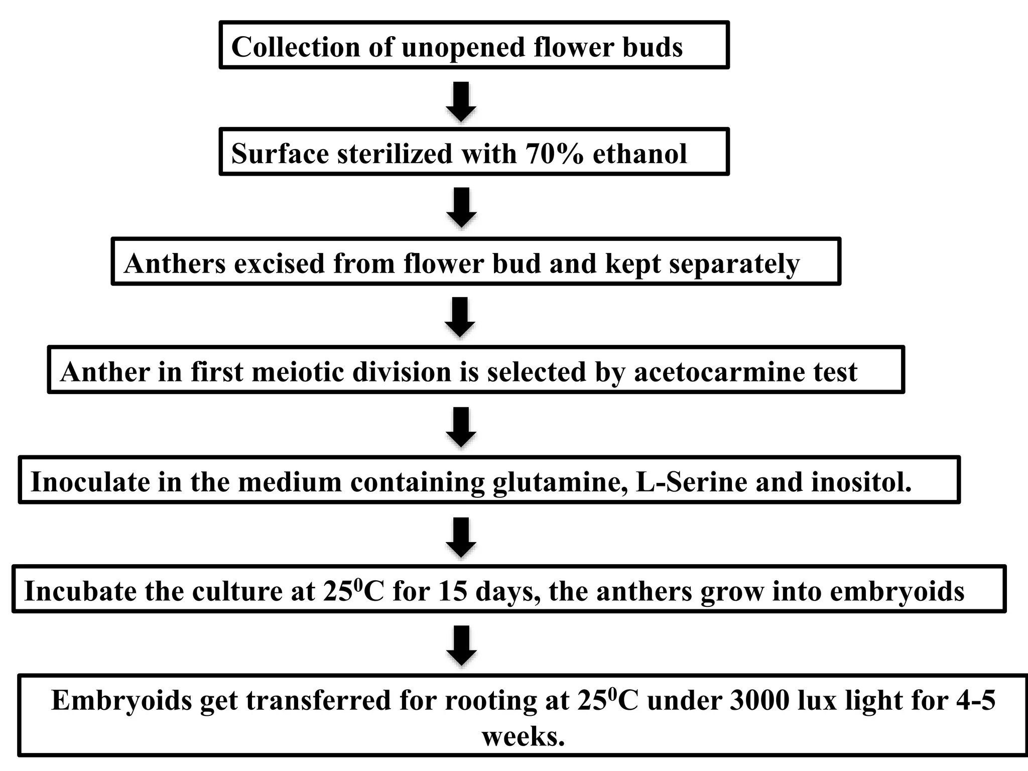 anther_pollen_culture.pptx