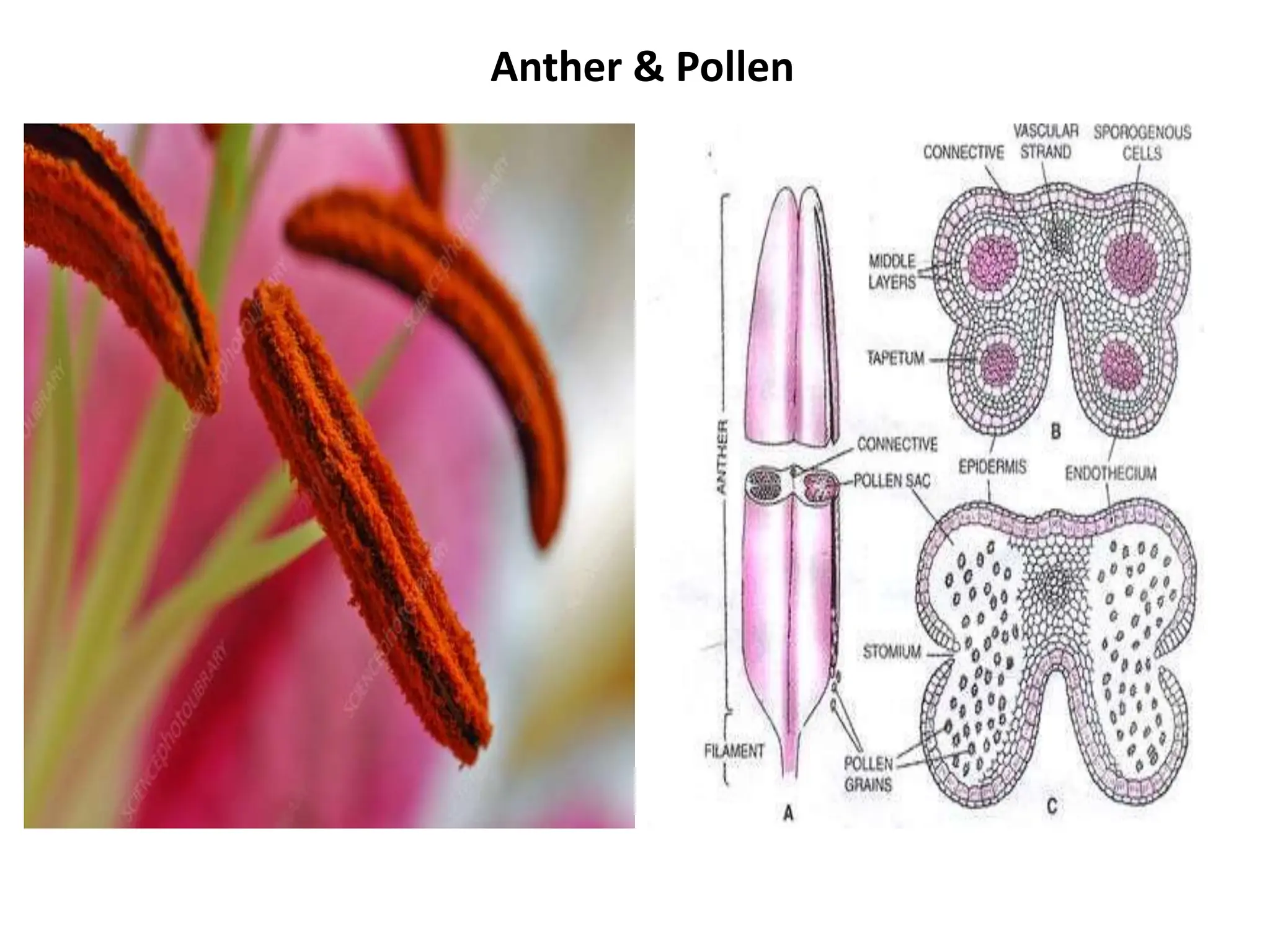 anther_pollen_culture.pptx