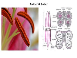 anther_pollen_culture.pptx