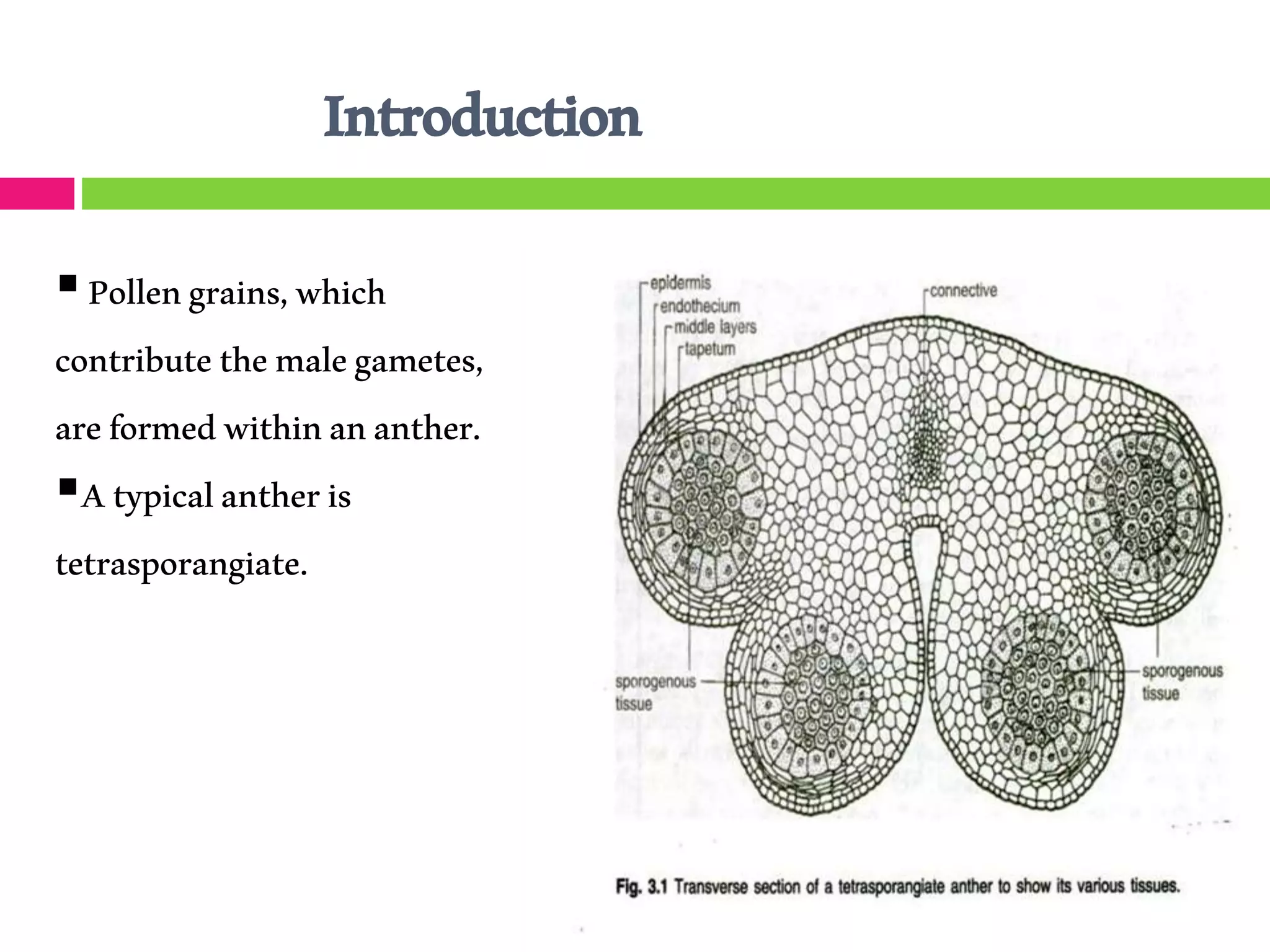 Anther wall development | PPTX