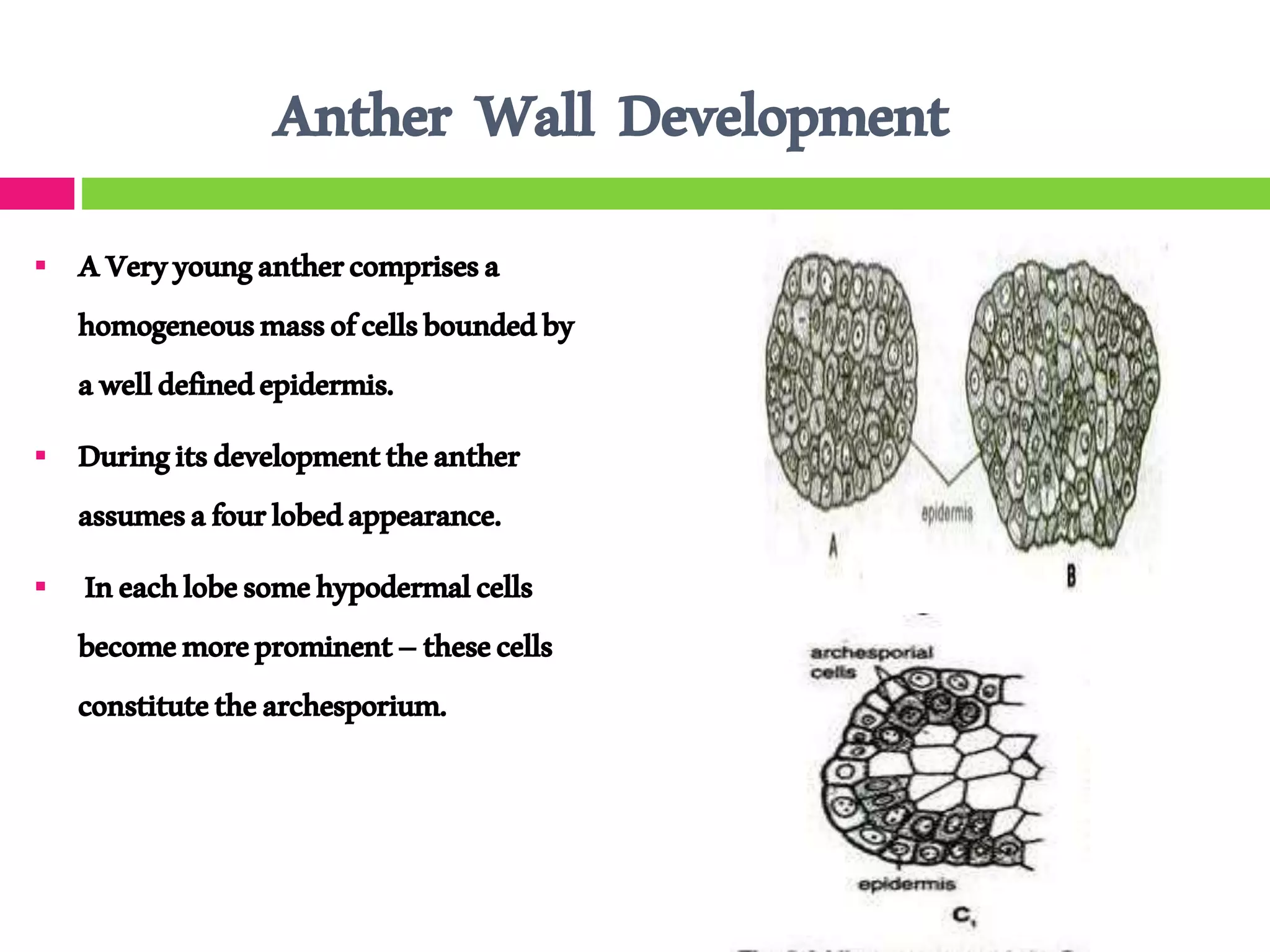Anther wall development | PPTX