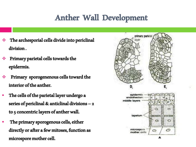 Anther wall development | PPTX | Geology | Science