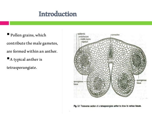 Anther wall development