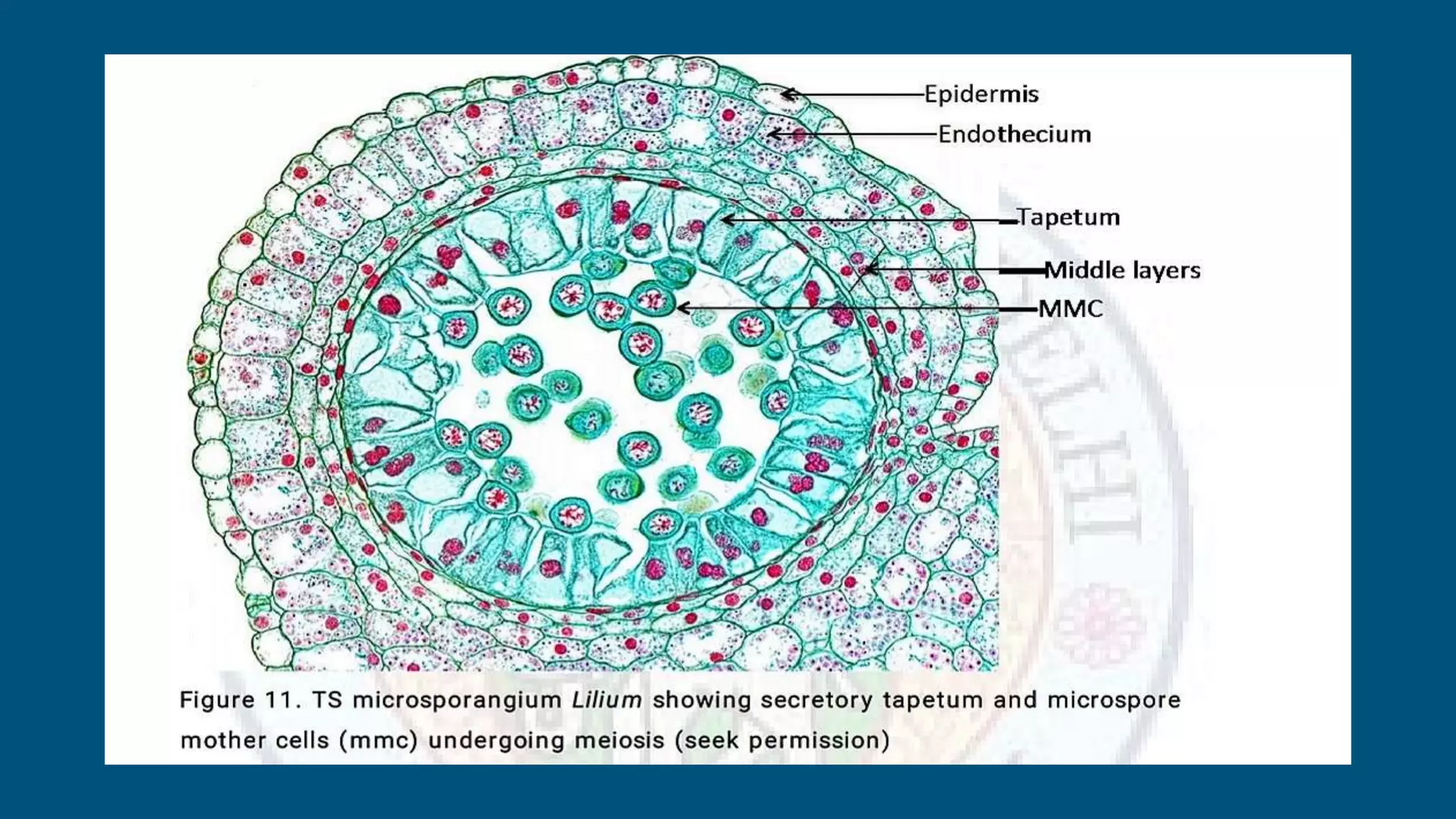 Anther walls and their function | PPTX