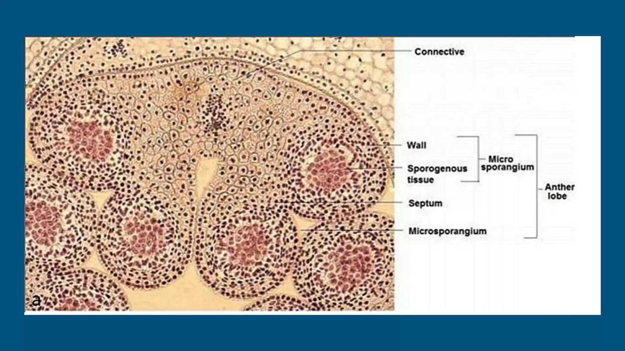Anther walls and their function | PPTX