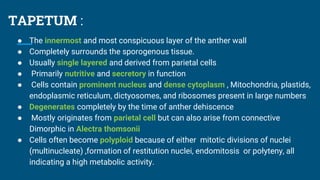 Anther walls and their function | PPTX