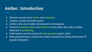 Anther walls and their function | PPTX