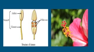 Anther walls and their function | PPTX