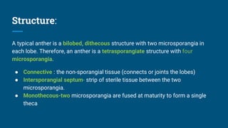 Anther walls and their function | PPTX