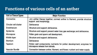 Anther walls and their function | PPTX