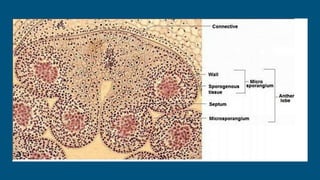 Anther walls and their function | PPTX