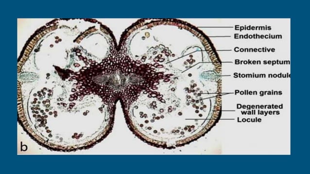 Anther walls and their function | PPTX | Gardening | Home & Garden