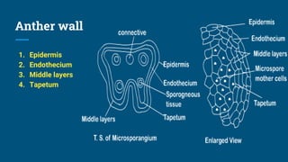 Anther walls and their function | PPTX
