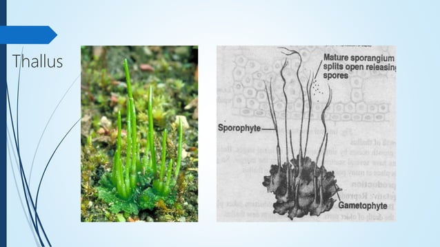 Anthoceros | PPTX | Biological Sciences | Science