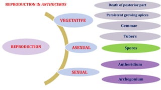 anthoceros-221017081743-fcbnnnbc188d.ppt