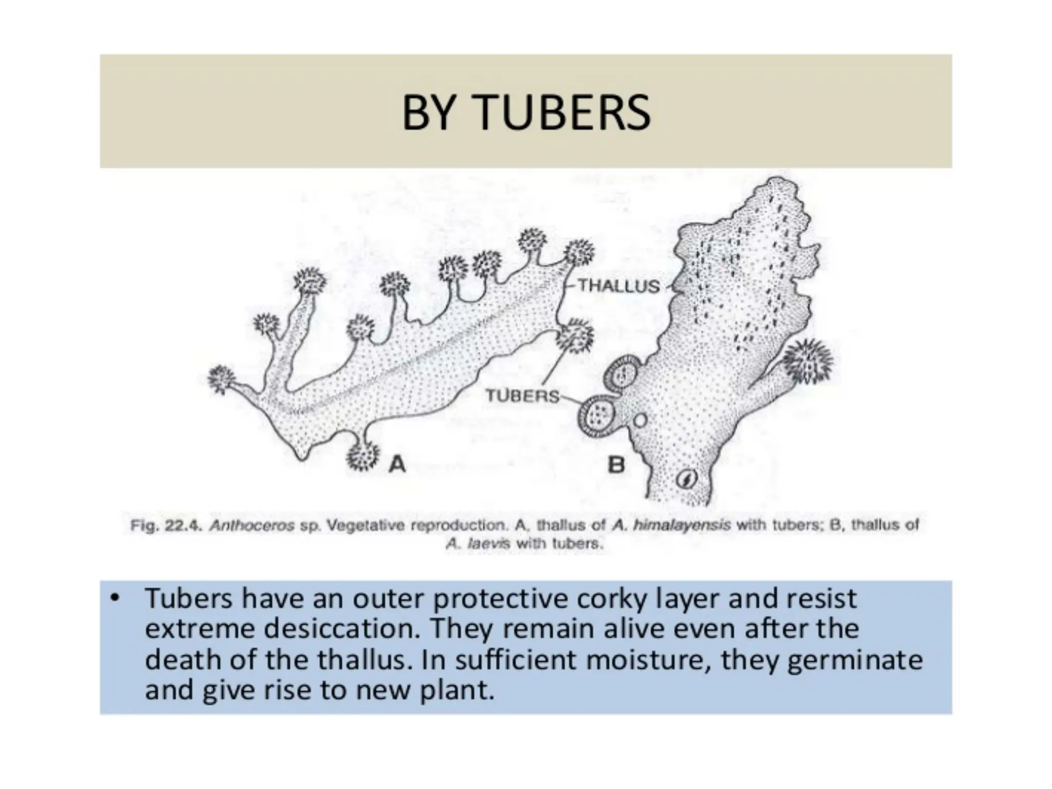 Anthoceros _ morphology, anatomy and reproduction | PDF