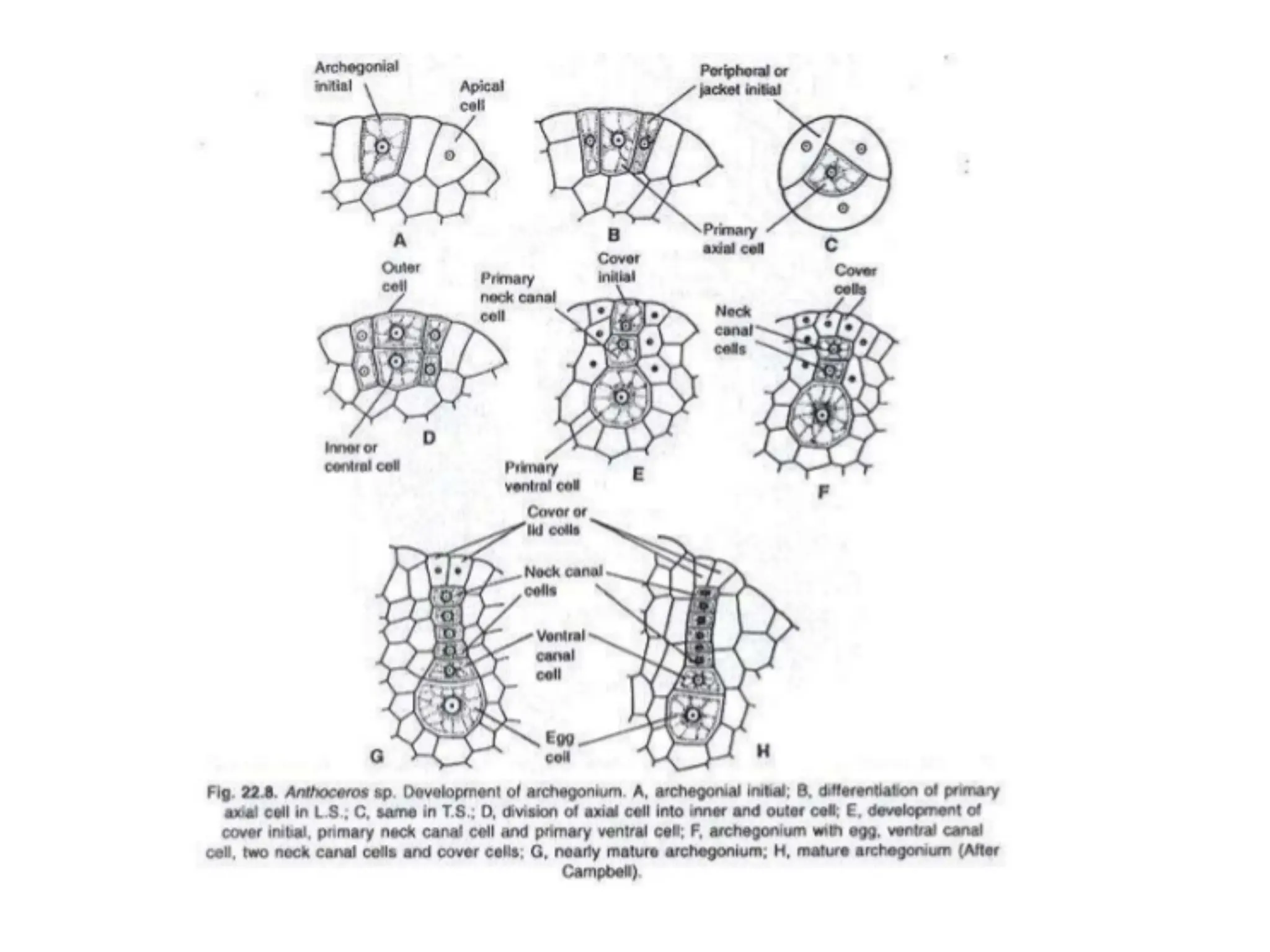 Anthoceros _ morphology, anatomy and reproduction | PDF
