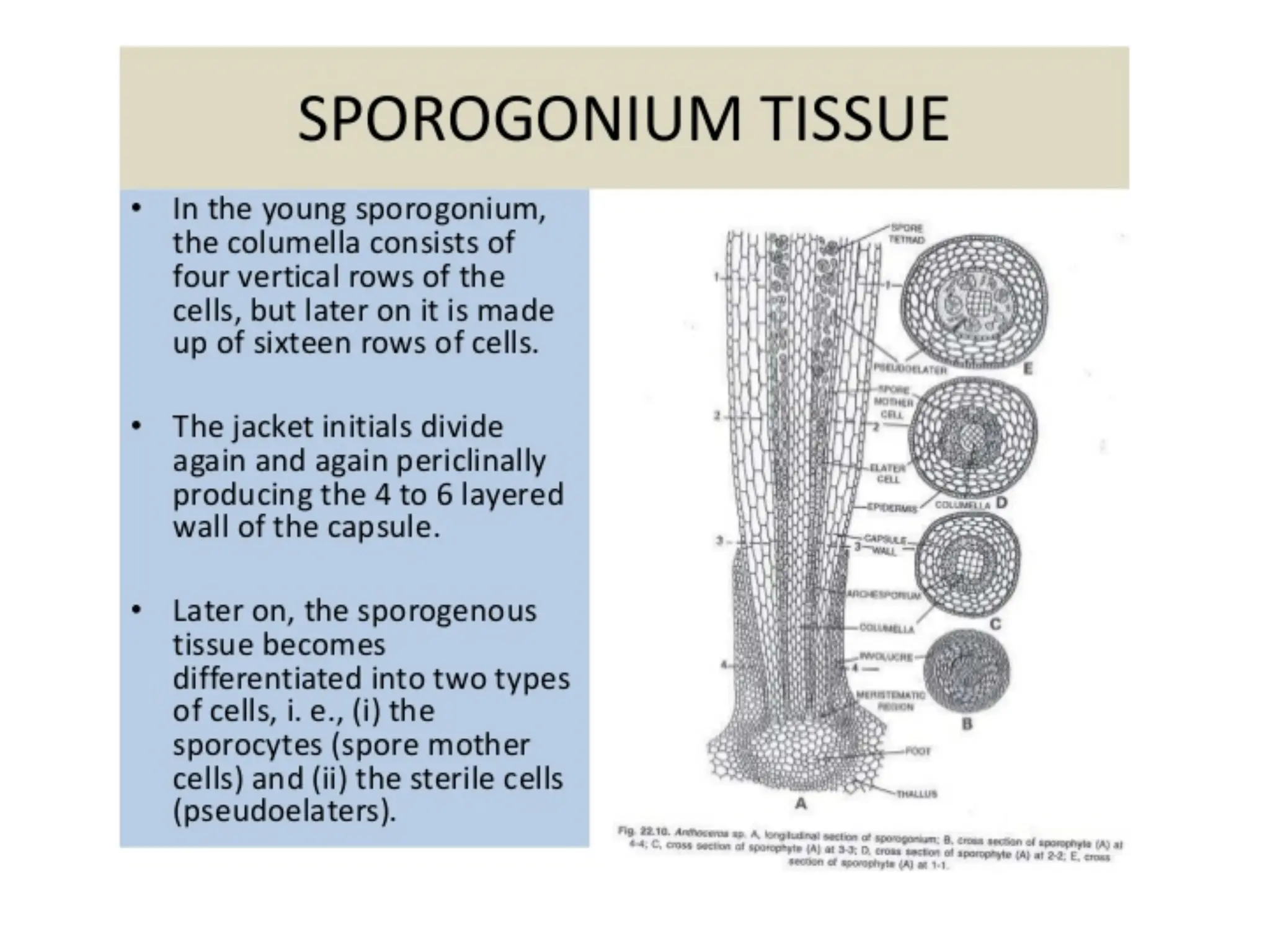 Anthoceros _ morphology, anatomy and reproduction | PDF