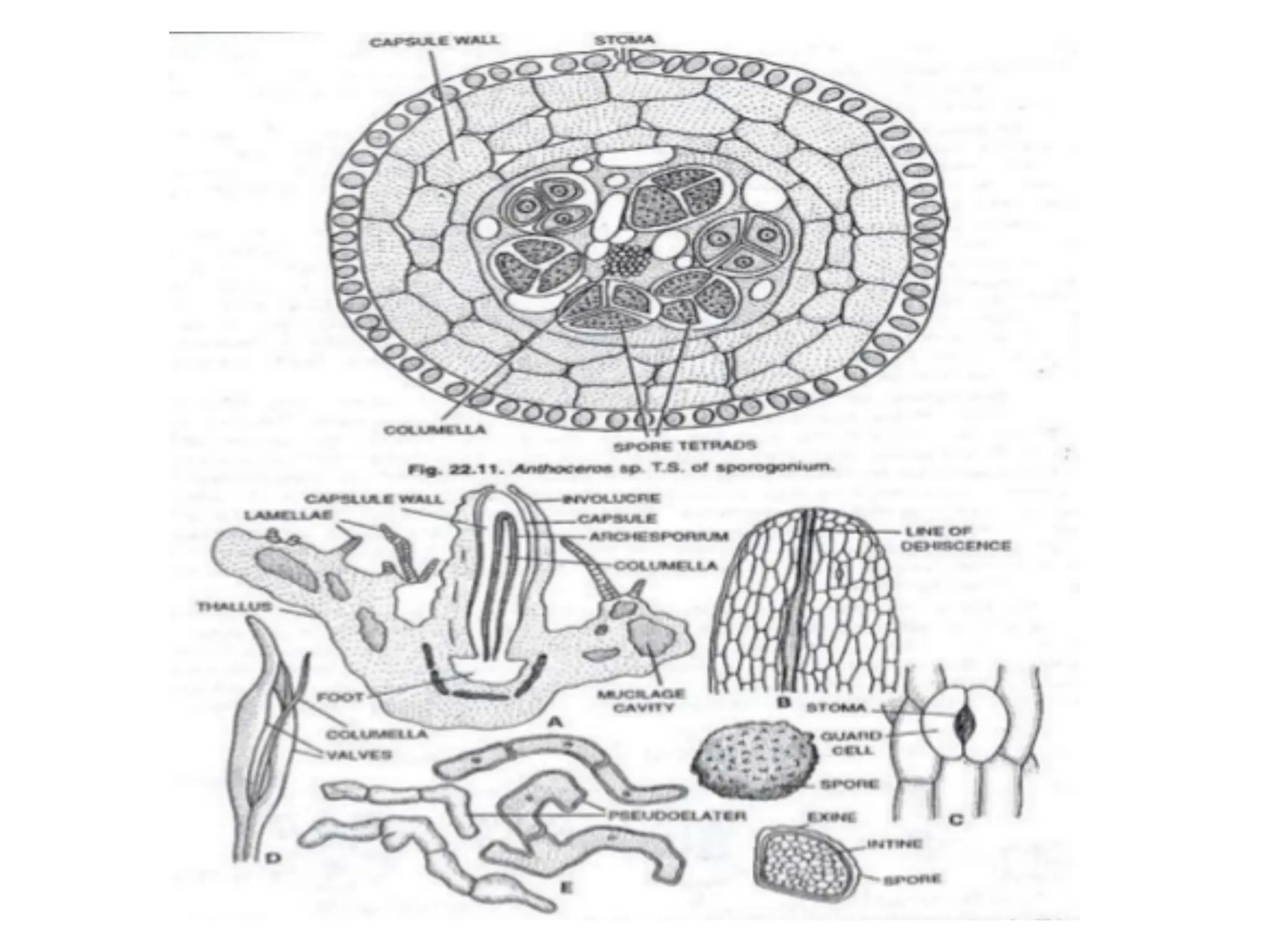Anthoceros _ morphology, anatomy and reproduction | PDF