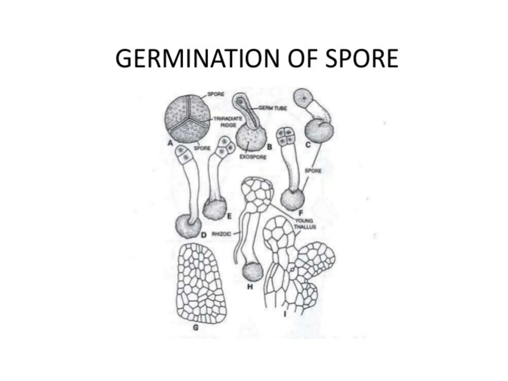 Anthoceros _ morphology, anatomy and reproduction | PDF