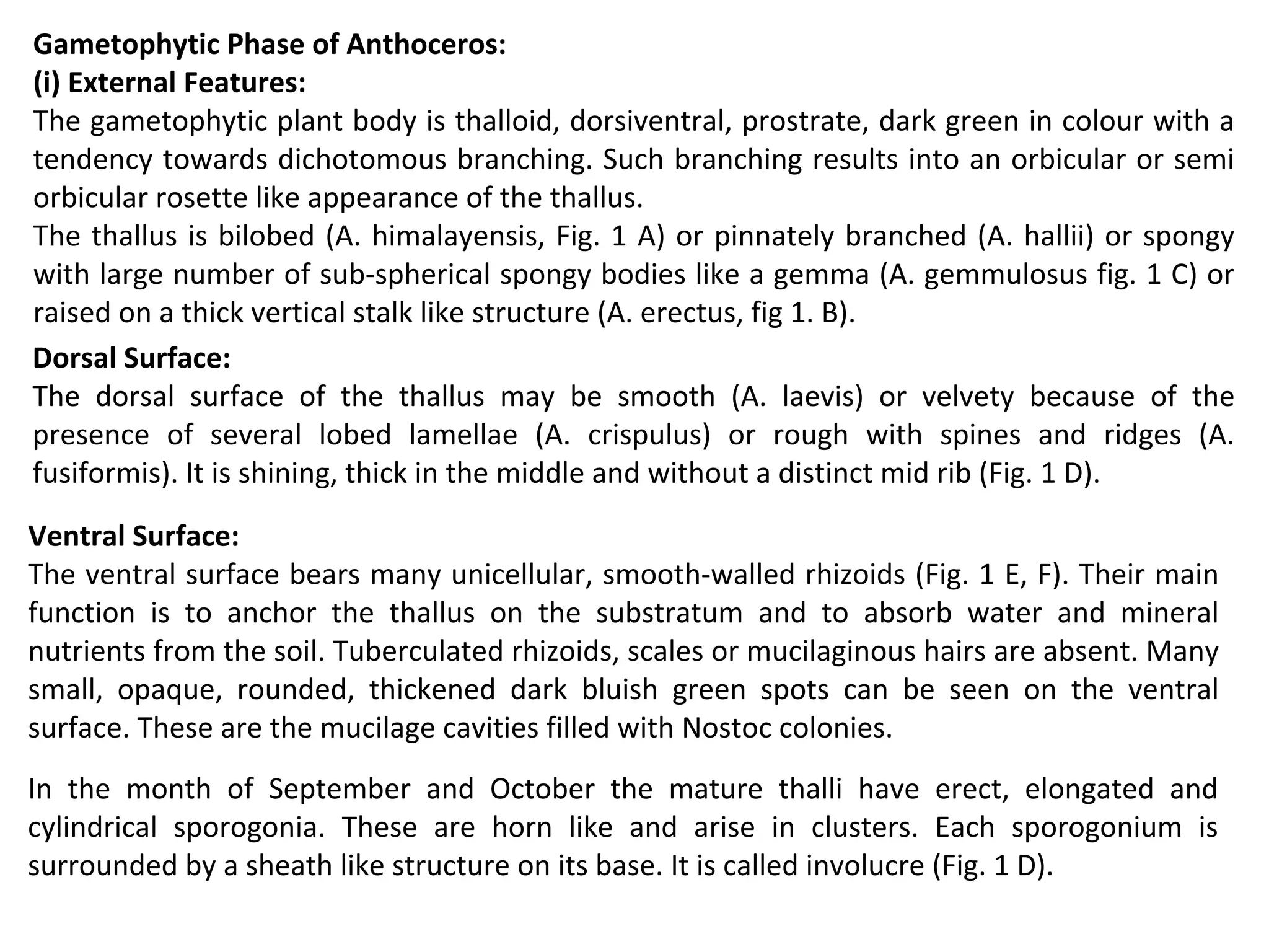 Anthoceros _ morphology, anatomy and reproduction | PDF