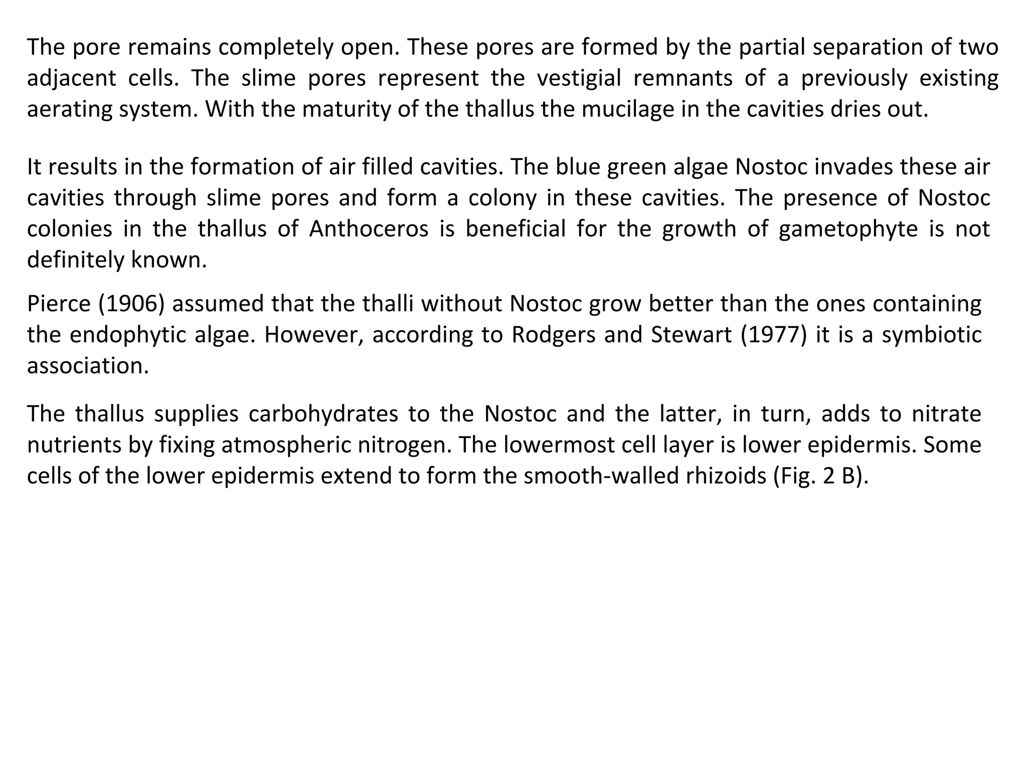 Anthoceros _ morphology, anatomy and reproduction | PDF