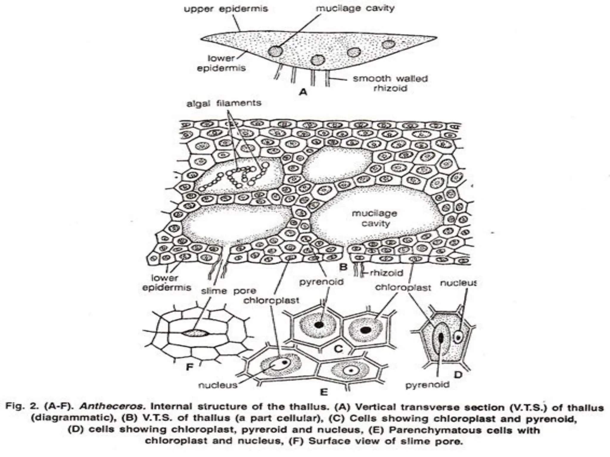Anthoceros _ morphology, anatomy and reproduction | PDF