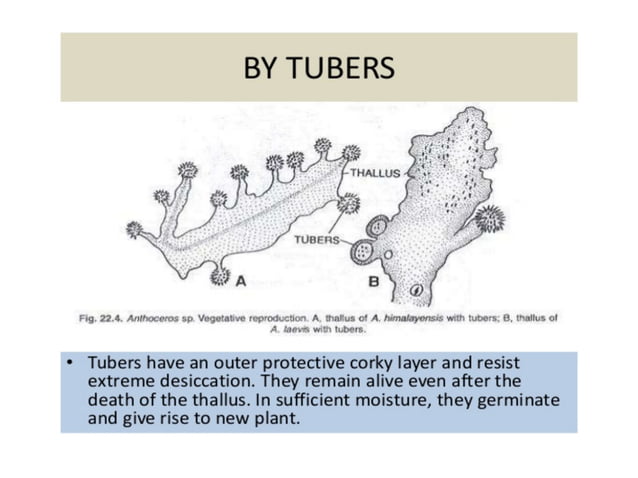 Anthoceros _ morphology, anatomy and reproduction | PDF | Gardening ...