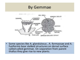 Anthoceros _ morphology, anatomy and reproduction | PDF