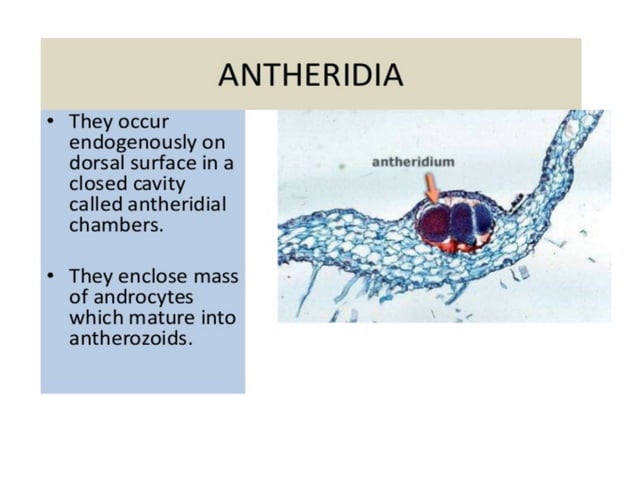 Anthoceros _ morphology, anatomy and reproduction | PDF | Gardening ...