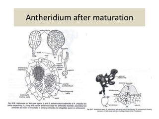 Anthoceros _ morphology, anatomy and reproduction | PDF