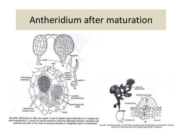 Anthoceros _ morphology, anatomy and reproduction | PDF | Gardening ...
