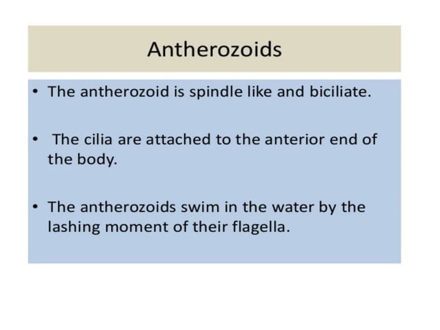 Anthoceros _ morphology, anatomy and reproduction | PDF | Gardening ...