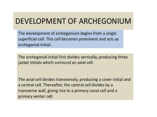 Anthoceros _ morphology, anatomy and reproduction | PDF
