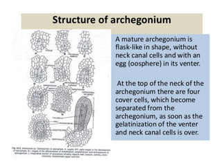 Anthoceros _ morphology, anatomy and reproduction | PDF