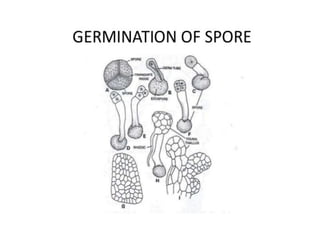 Anthoceros _ morphology, anatomy and reproduction | PDF