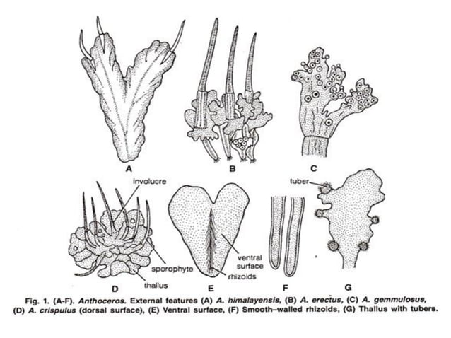 Anthoceros _ morphology, anatomy and reproduction | PDF | Gardening ...