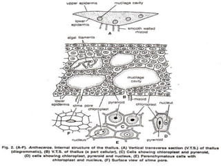 Anthoceros _ morphology, anatomy and reproduction | PDF