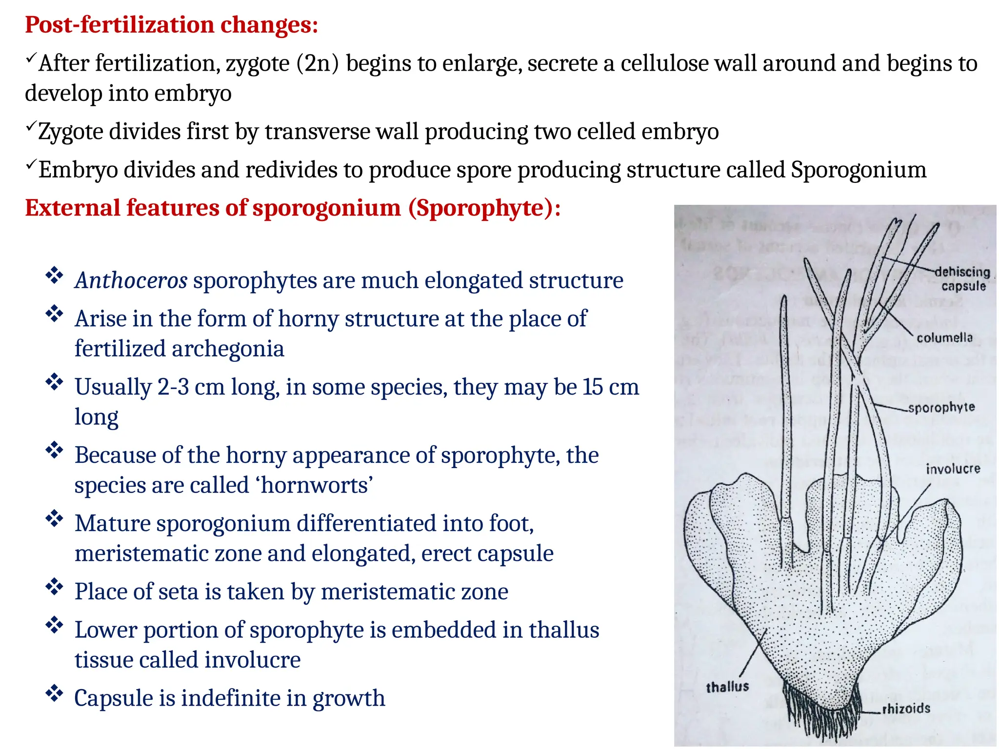 Life cycle of Anthoceros, Bryophyta, member of the class ...