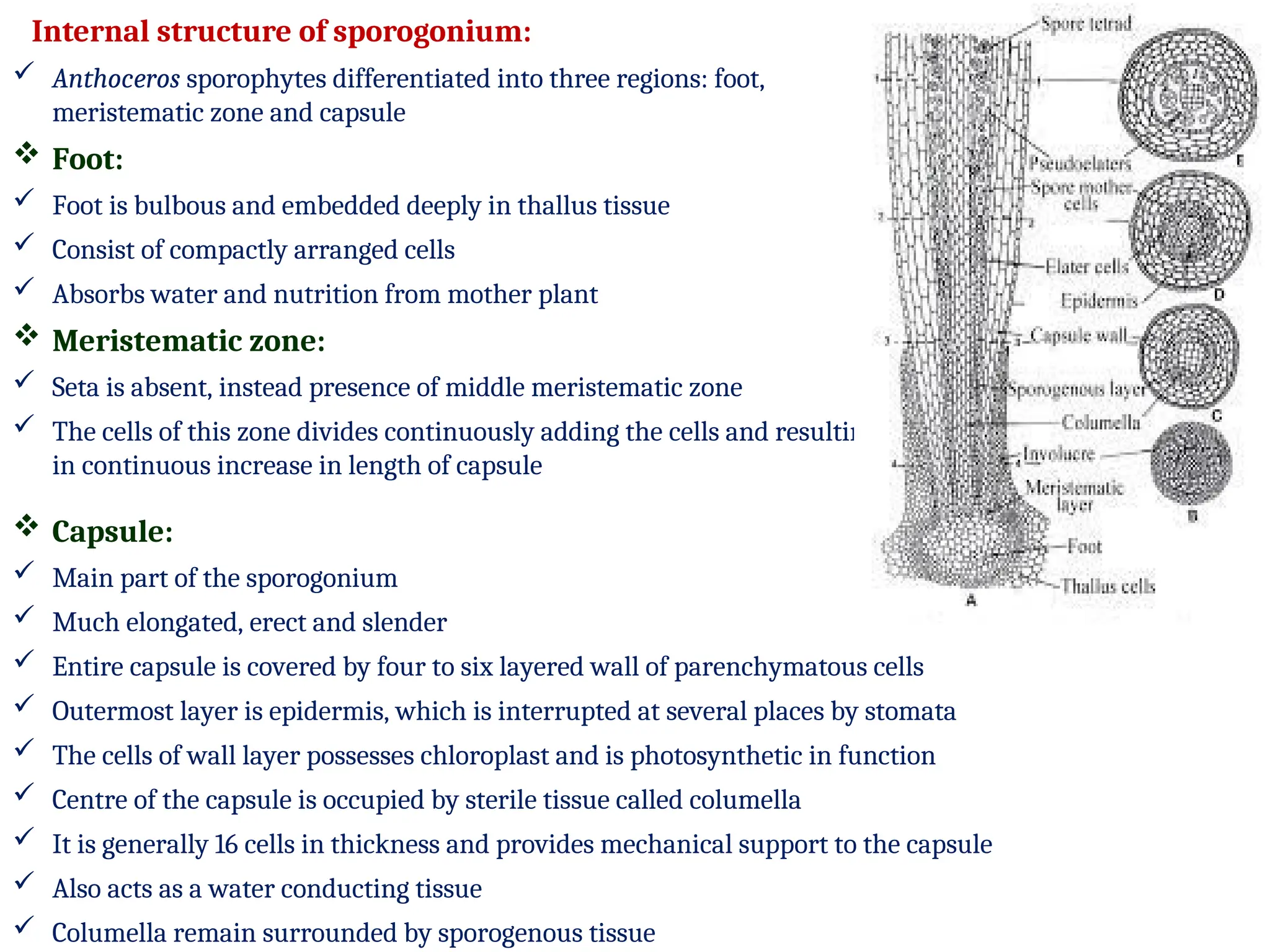 Life cycle of Anthoceros, Bryophyta, member of the class ...
