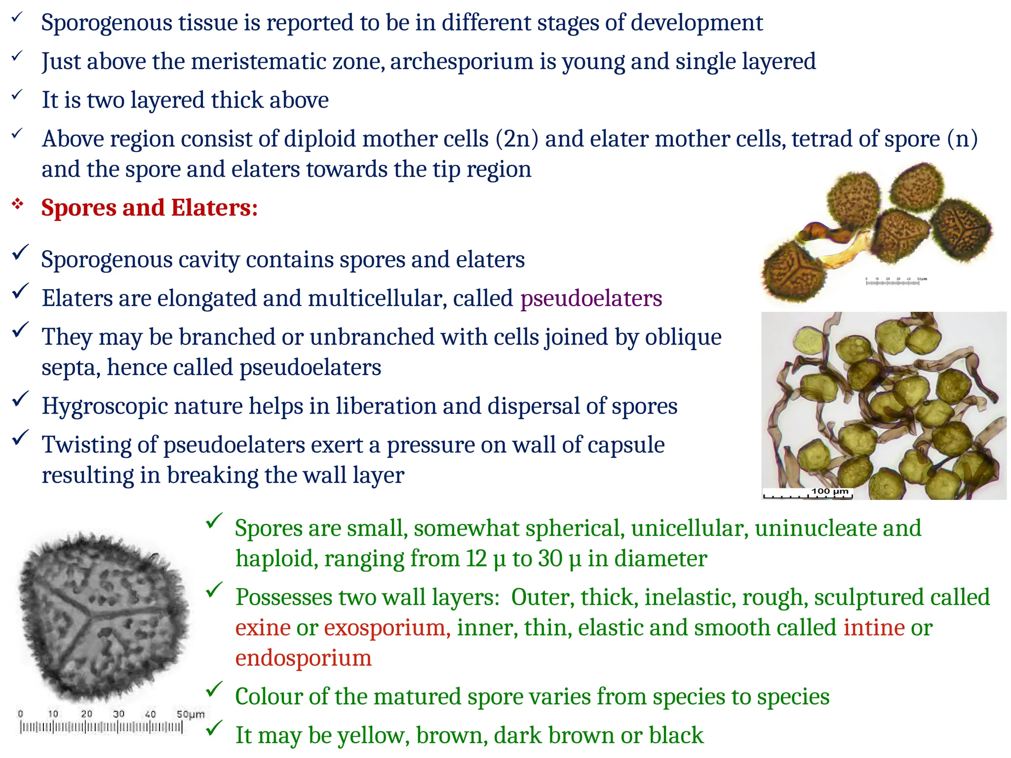 Life cycle of Anthoceros, Bryophyta, member of the class ...