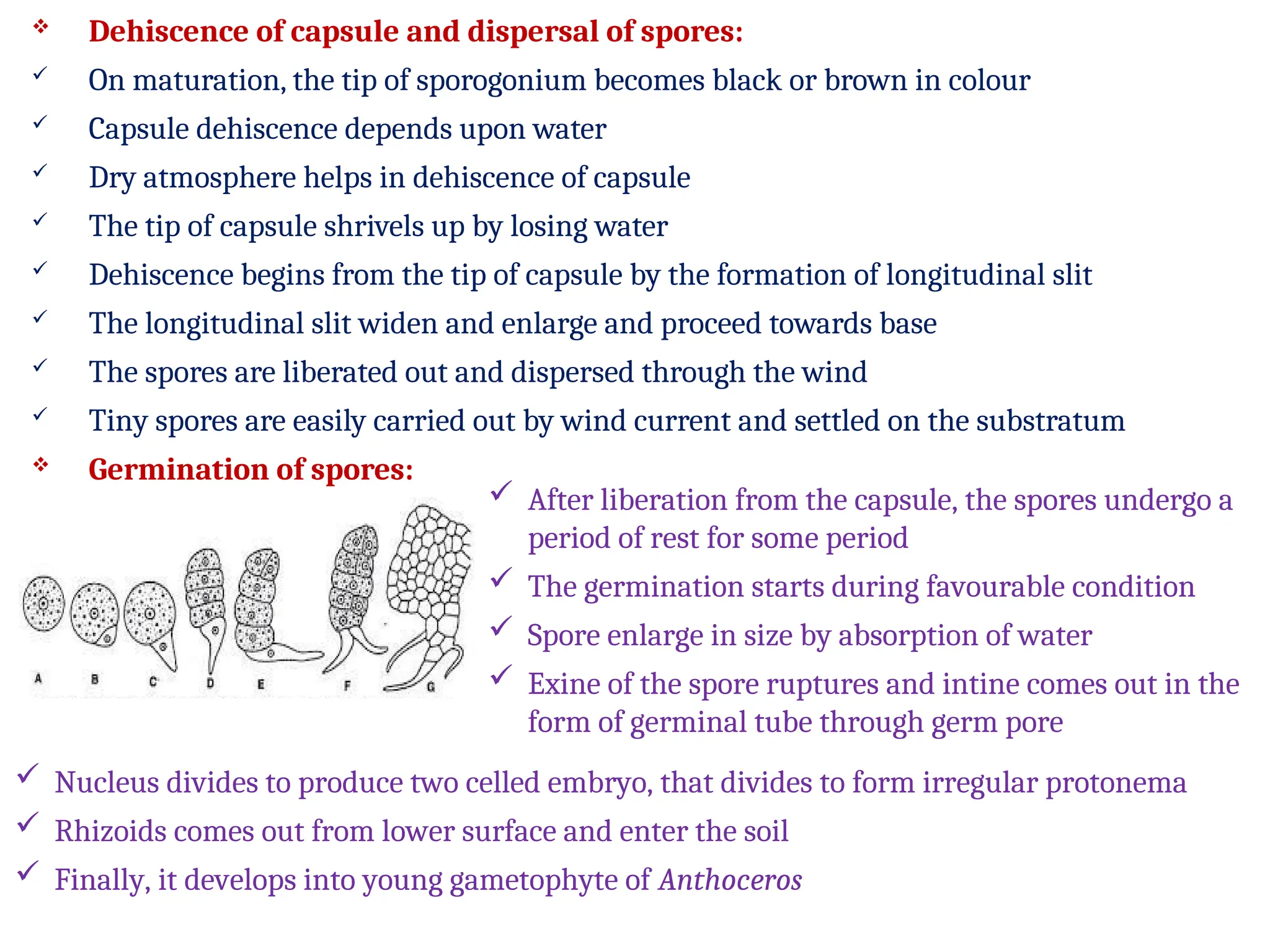 Life cycle of Anthoceros, Bryophyta, member of the class ...