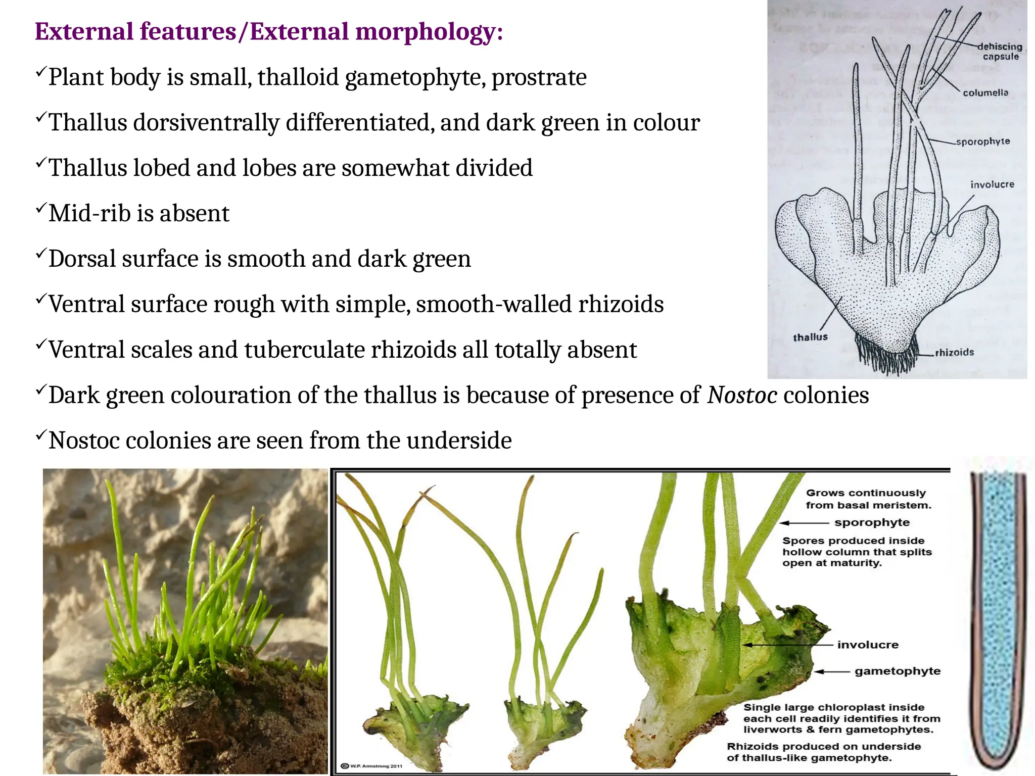 Life cycle of Anthoceros, Bryophyta, member of the class ...