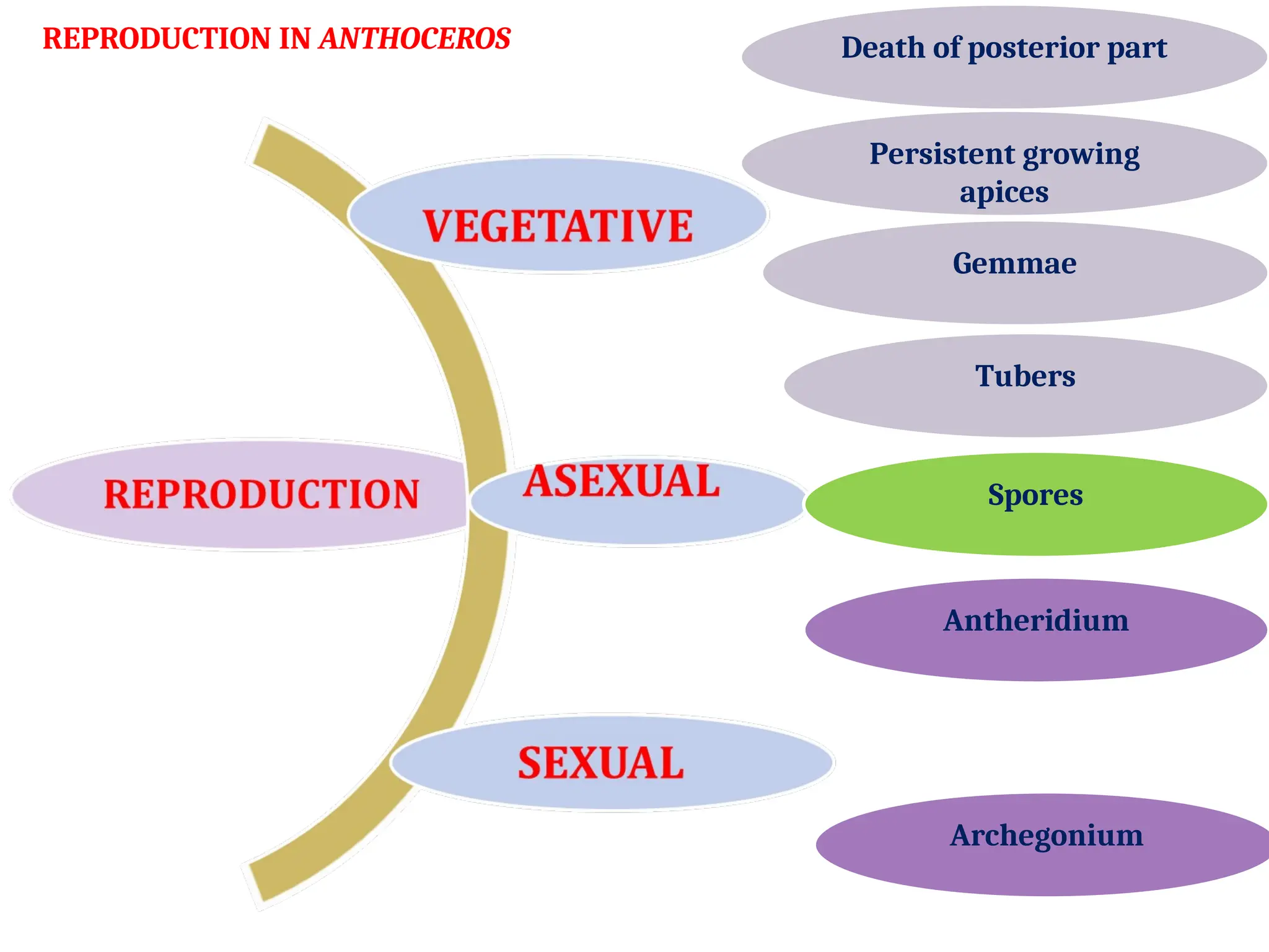 Life cycle of Anthoceros, Bryophyta, member of the class ...