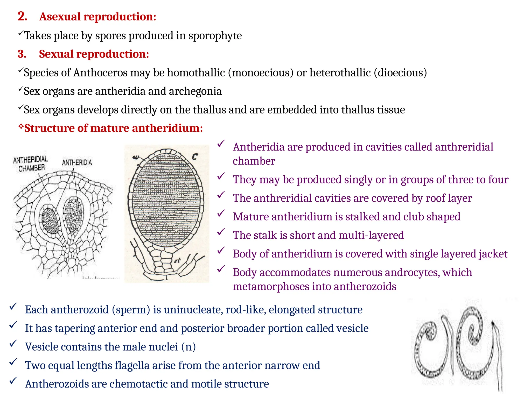 Life cycle of Anthoceros, Bryophyta, member of the class ...