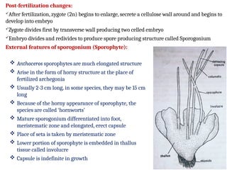 Life cycle of Anthoceros, Bryophyta, member of the class ...