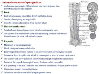 Life cycle of Anthoceros, Bryophyta, member of the class ...